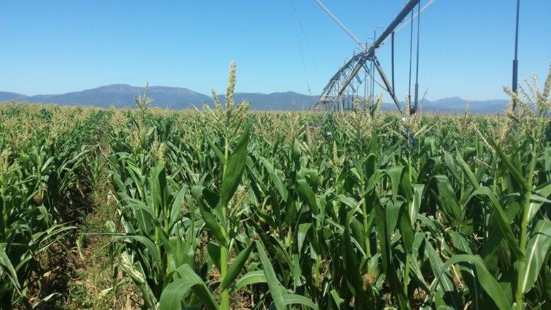 Qamata / Bilatye Maize Expansion Project